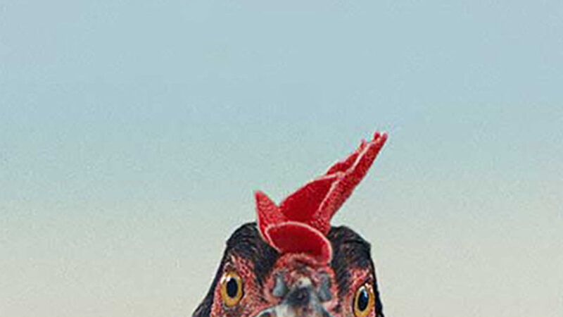 Hen: Honest Review — Is It Worth Watching? | 7.2/10 — Review | VCast